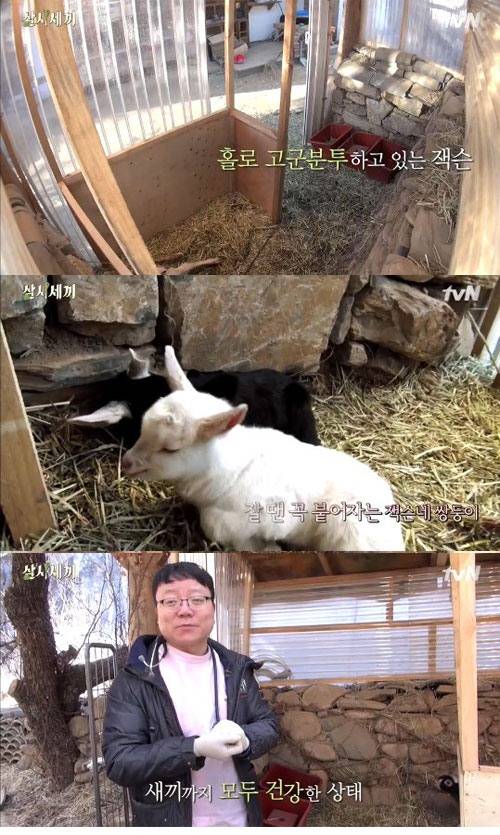 삼시세끼 염소 잭슨2세에 펄and다이아 럭셔리 작명 센스