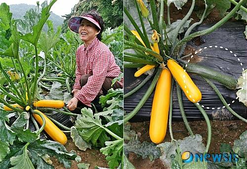 클릭 푸른 호박밭에 웬 황금 호박