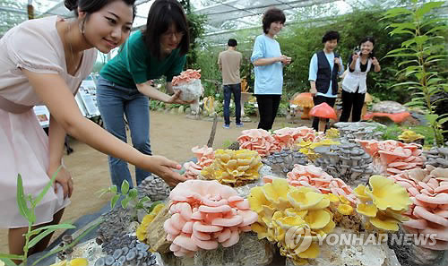 희귀버섯 보러 오세요