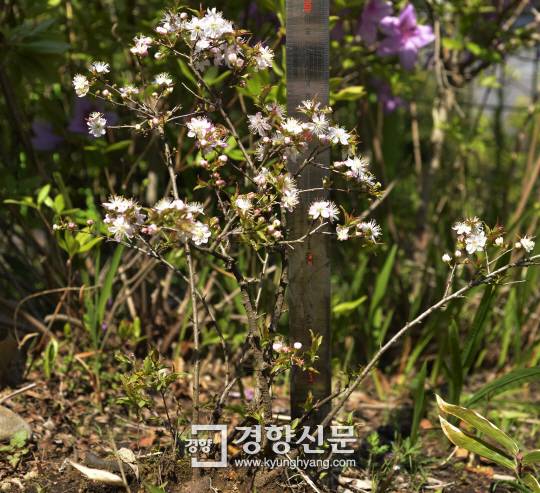 세계에서 가장 작은 50cm 벚나무 발견