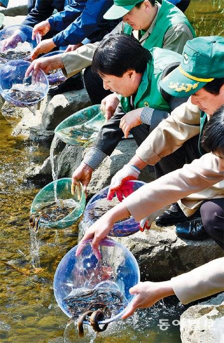 수도권 모기 유충 박멸 천적 미꾸라지 방사