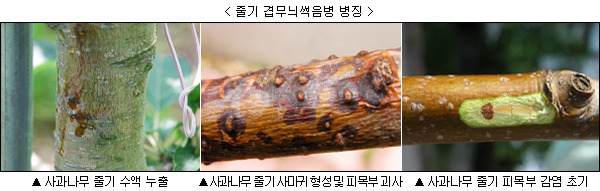 사과나무 줄기 겹무늬썩음병 예방에 나서야
