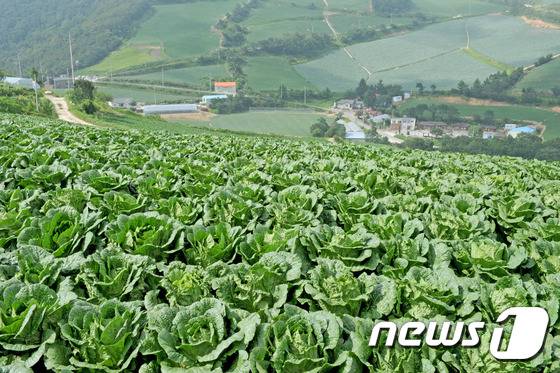 출하 앞둔 안반데기 배추