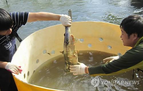 연어 자연산란 늘어야태화강 연어 학술심포지엄