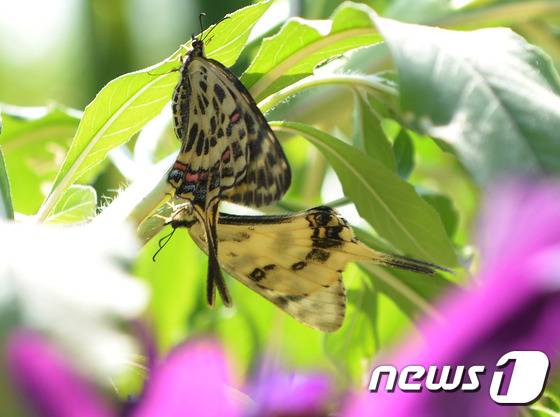포토 거창생태공원서 멸종위기 꼬리명주나비 짝짓기