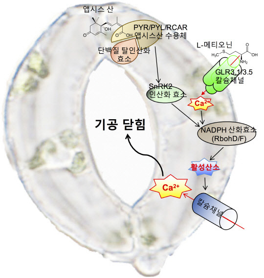 식물 잎의 기공 개폐 조절하는 새 단백질 규명