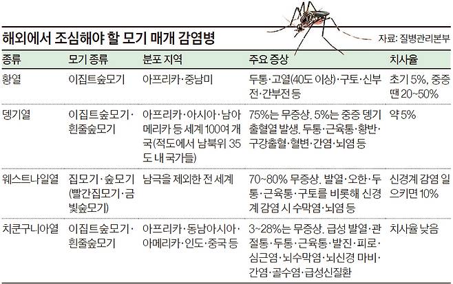 건강한 당신 뎅기열 위험 지역 동남아 여행할 땐 모기 조심
