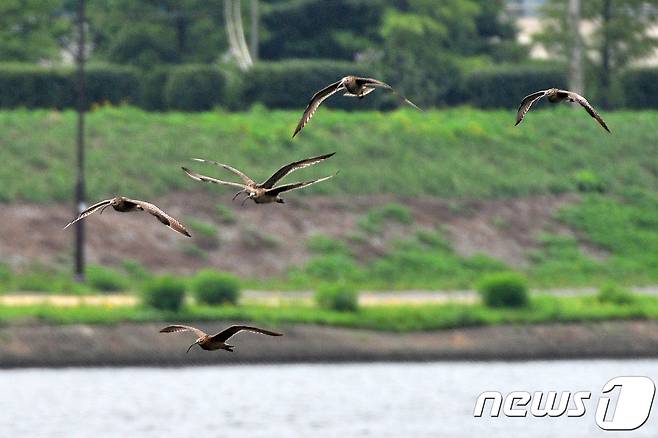 화보 포항서 발견된 멸종위기 2급 알락꼬리마도요