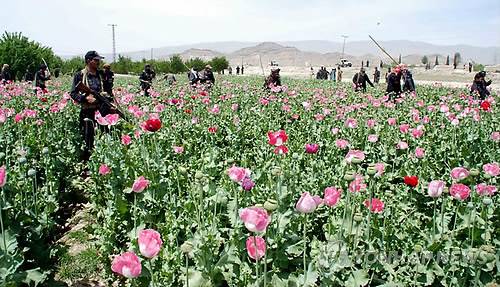 PAKISTAN POPPY DESTRUCTION