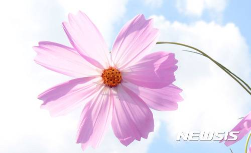 파란하늘 아래 코스모스
