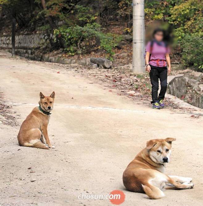 등산객 간 떨어지게 하는 등산 개