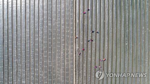봄 맞은 양파 논