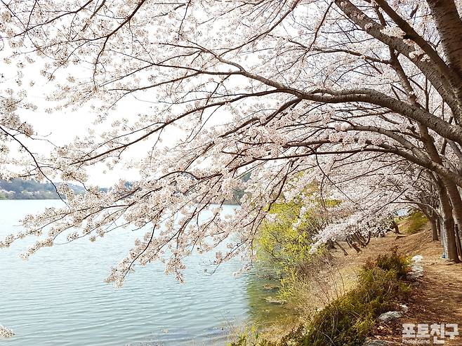 포토친구 선암호수공원 벚꽃 길
