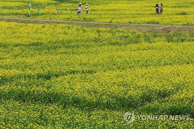 경포 생태 저류지 유채꽃 만발