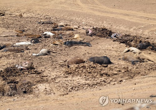 미 남서부 극심한 가뭄에 야생말 200마리 폐사