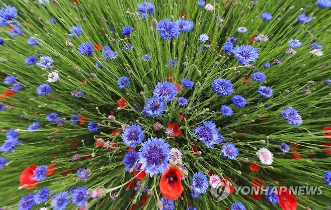 공작새 날개처럼 핀 수레국화와 개양귀비꽃