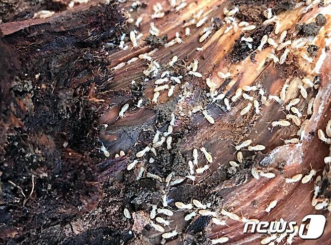 문화재 지킴이 흰개미탐지견 일 아닌 산책놀이 중 응원해 주세요