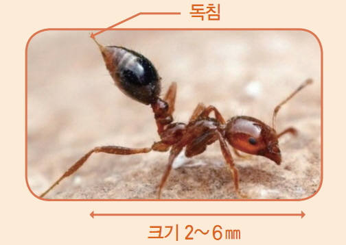 Kisti 과학향기 붉은불개미 문제 어떻게 해결해야 하나