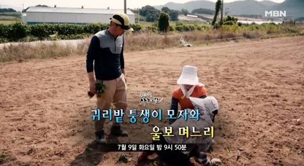 사노라면 조용할 날 없는 귀리밭허리 아픈 노모가 일하는 이유는