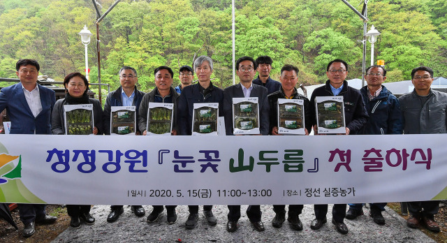 강원도농업기술원 청정강원 눈꽃 산두릅 첫 출하