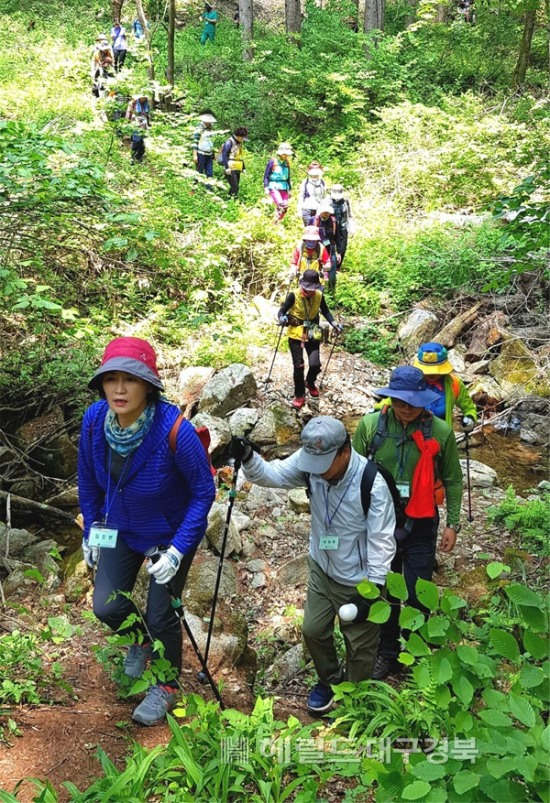 영주문화연구회 소백산자락길 동무삼기 걷기행사 성료