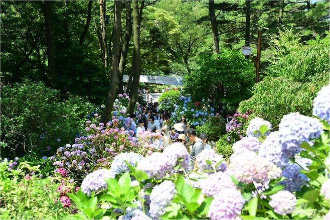 부산 태종대 수국축제 코로나19 여파로 취소