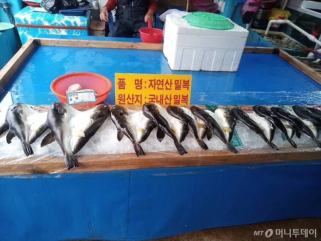 동해안 최대 규모 어시장 주문진수산시장