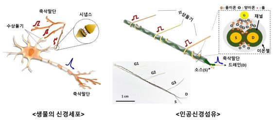 뇌 닮은 뉴로모픽 프로세서 말을 알아듣는다