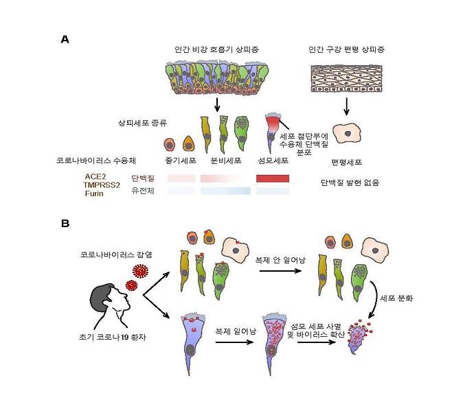 Ibs 전북의대 코로나19 인체 감염 순간 포착비강 점막 면역 중요