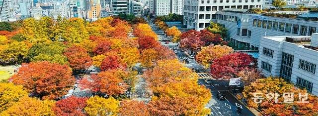 울긋불긋 단풍으로 물든 부산시청 녹음광장