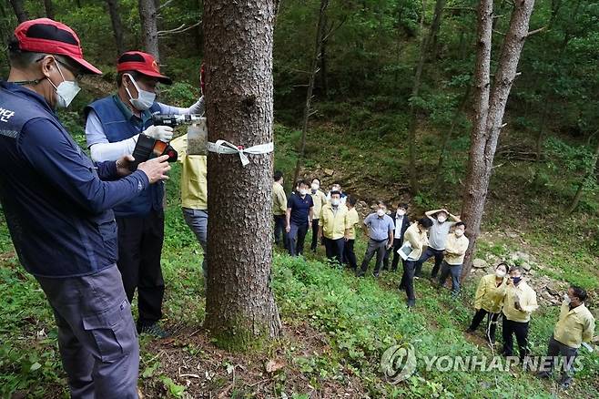 소나무재선충병 막자전남산림자원연구소 차단 예찰 강화