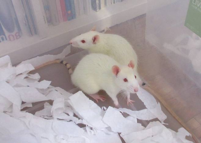 실험쥐 쥔님 모신 어느 쥡사의 반려일기