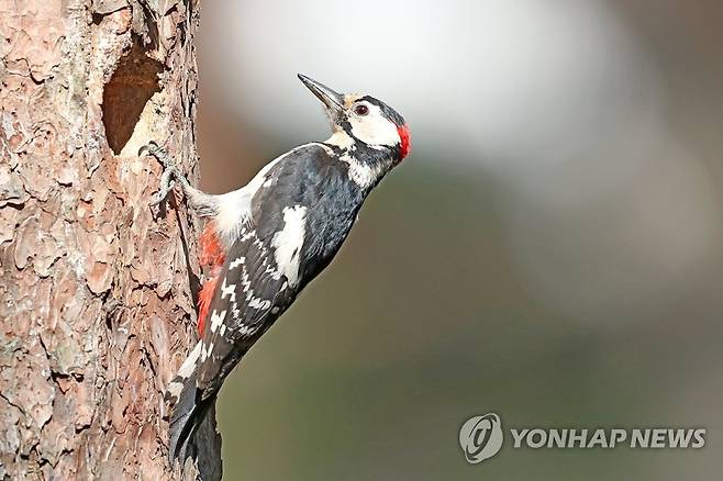 오색딱따구리·후투티 부화에경주 황성공원 사진작가 몰려