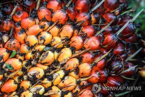 팜유 재고 급증에 놀란 인도네시아 수출물량 늘릴 것
