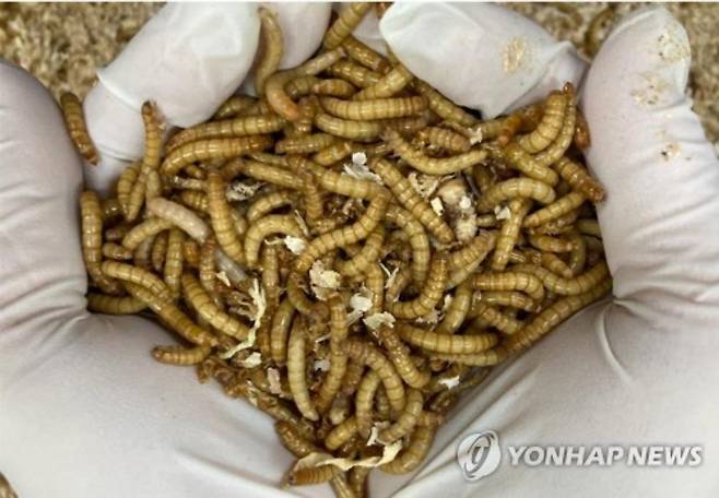 사이테크 미래식량 식용곤충으로 영양가 높은 고기향 조미료 만든다