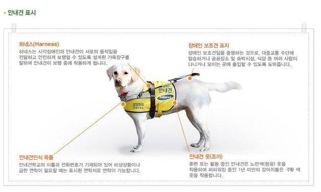 어라 시각장애인 안내견 아니었네얌체 견주에 과태료 입법레이더