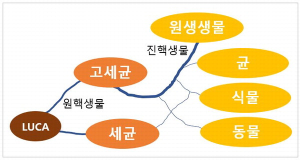 박기철의 낱말로 푸는 인문생태학 분화와 분류 여섯 가지 킹덤