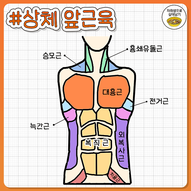 운동할 때 참고하기 좋은 전신 근육 이름 총정리 자취생으로 살아남기