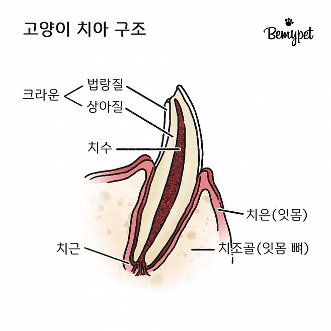 🦷고양이도 충치가 생길까 고양이 치아 신경쓰기 비마이펫