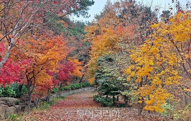 단풍·가을벚꽃 반기는 구례수목원 가을 여행객 유혹