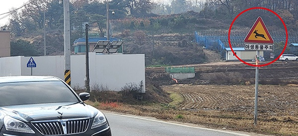 천연기념물 수달 또 길에서 죽었다