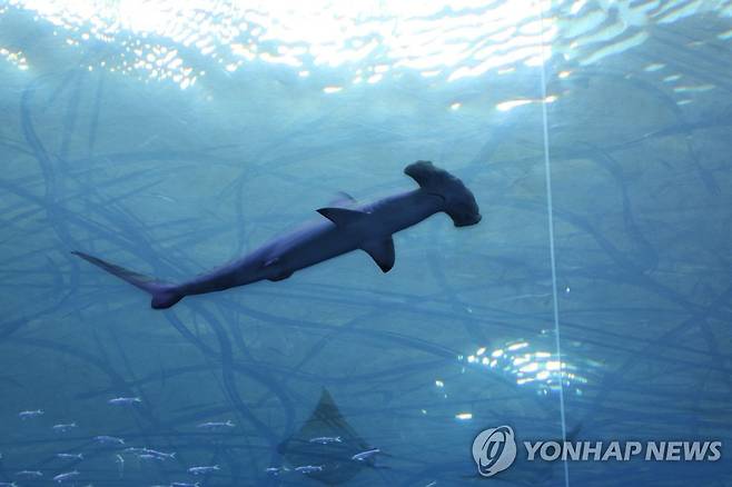 Cite 총회서 상어 등 멸종위기 500여종 보호종 등재