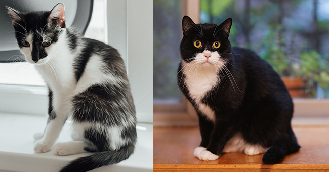 🐈얼룩 고양이 종류와 특징 털색이 여러 개면 Ok 비마이펫