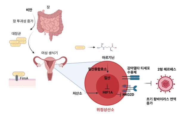 나쁘기만 한 비만 성병 치료에는 도움된다