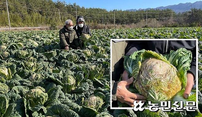 밭에서 썩어가는 배추농심도 문드러진다