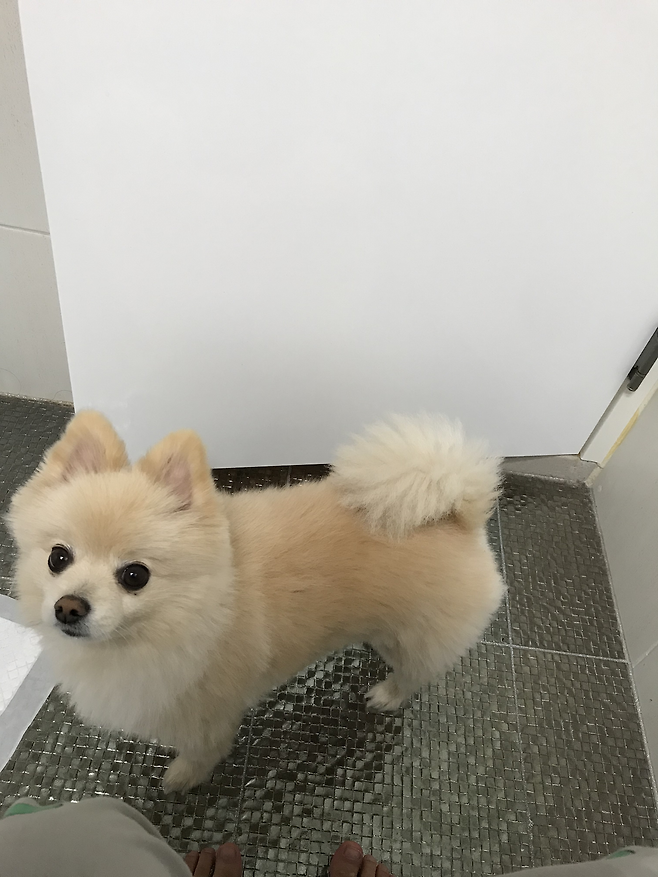 🐶집사 지켜주는 듬직한 댕댕이 여기까지 온다고 비마이펫