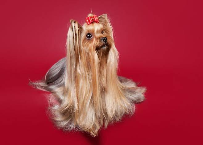 털 긴 강아지🐶 장모종 견종 7가지 알아보기 비마이펫