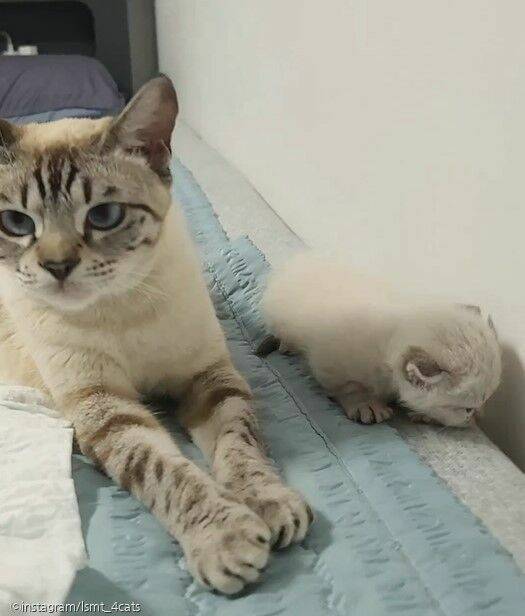 매일같이 집사한테 자기 새끼 물어온 고양이결국 평생 공동육아 하기로 노트펫
