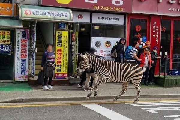 서울어린이대공원서 얼룩말 탈출 주택가 활보 소동