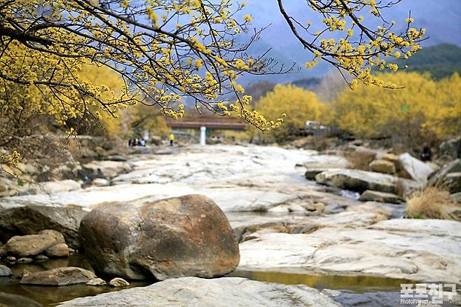 포토친구 산동마을 산수유